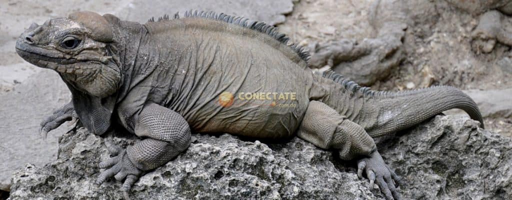 Iguana Rinoceronte | Rhinoceros Iguana | Cyclura Cornuta