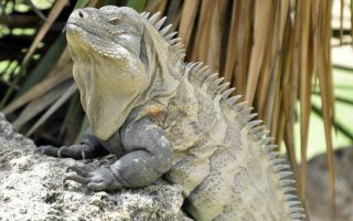 Acuario Nacional | Santo Domingo, República Dominicana | Conectate.com.do
