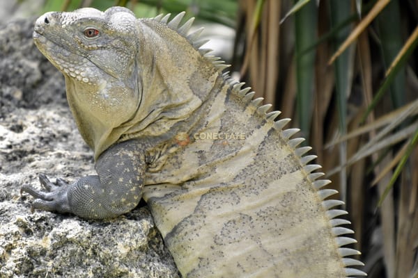 Iguana de Ricord | Ricord's Iguana | Cyclura Ricordi