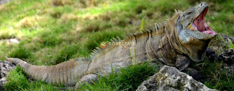 Iguanas de la República Dominicana