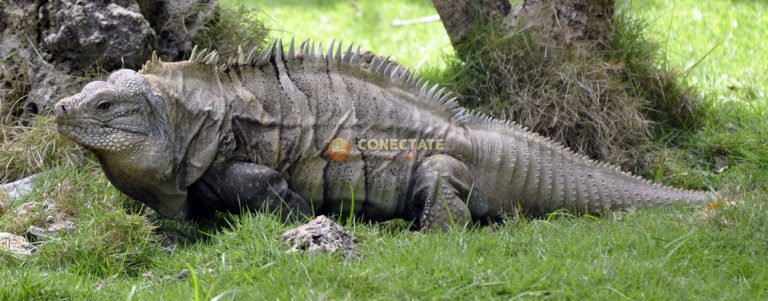 Iguanas de la República Dominicana