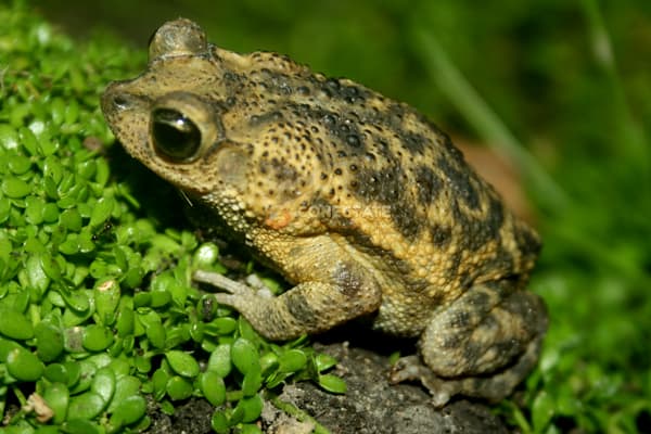 Diferencia Entre una Rana y un Sapo | Conectate.com.do