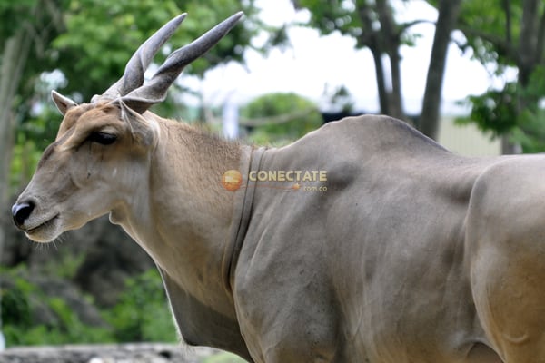 Eland Común | Taurotragus Oryx