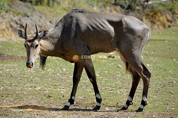 Niglo Nilgai Boselaphus Tragocamelus