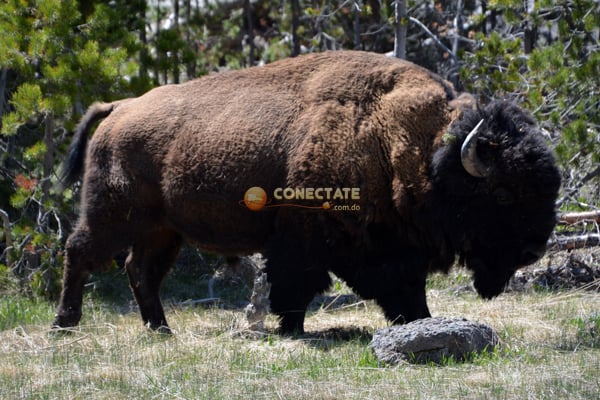 Bisonte Americano | American Bison | Bison bison