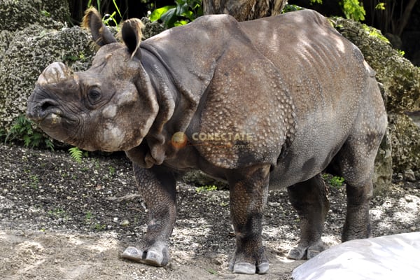 Día Mundial del Rinoceronte 22 de Septiembre