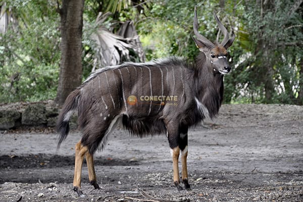 Niala | Lowland Nyala | Tragelaphus Angasii