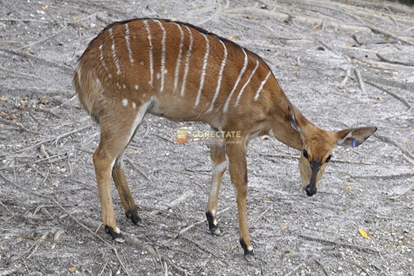 Niala | Lowland Nyala | Tragelaphus Angasii