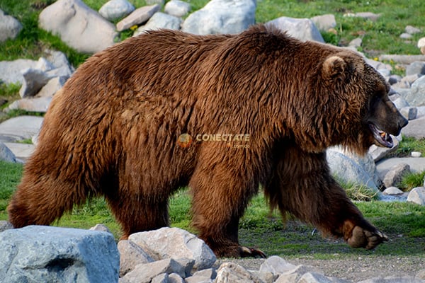 Oso Grizzly Ursus Arctus Horribilis
