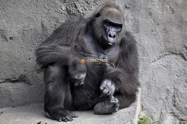 Día Internacional de los Primates | 1 de Septiembre