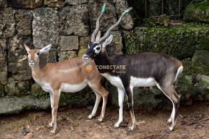 Antílope Indio Blackbuck Antilope Cervicapra