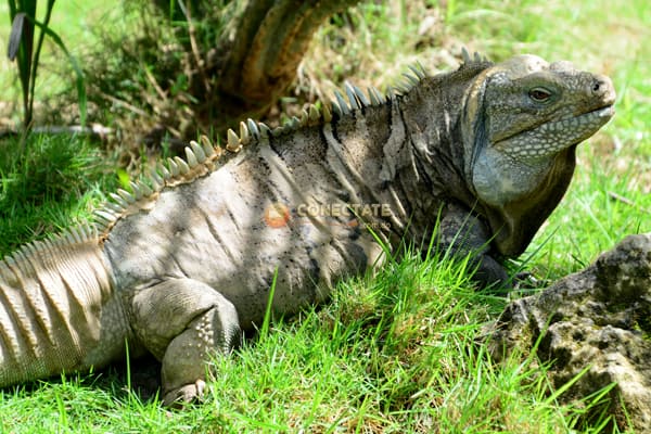 Iguana de Ricord Ricord's Iguana Cyclura Ricordi
