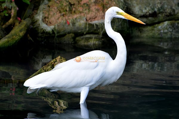 Garza Real Great Egret Ardea Alba