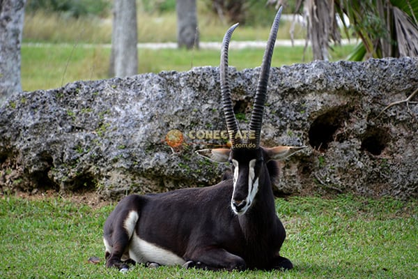 Antílope Negro Sable Antelope Hippotragus Niger