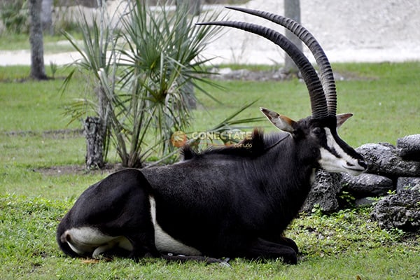 Antílope Negro Sable Antelope Hippotragus Niger