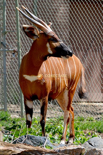 Bongo Tragelaphus Eurycerus