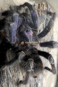 Cacata Hispaniolan Tarantula Phormictopus Cancerides