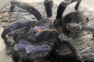 Cacata Hispaniolan Tarantula Phormictopus Cancerides