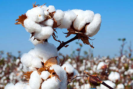 Día Mundial del Algodón 7 de Octubre
