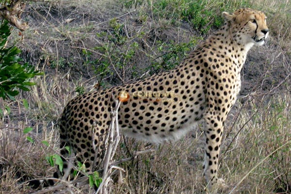 Día Internacional del Guepardo 4 de Diciembre