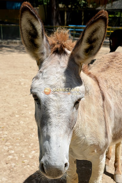 Día Mundial del Burro | 8 de Mayo