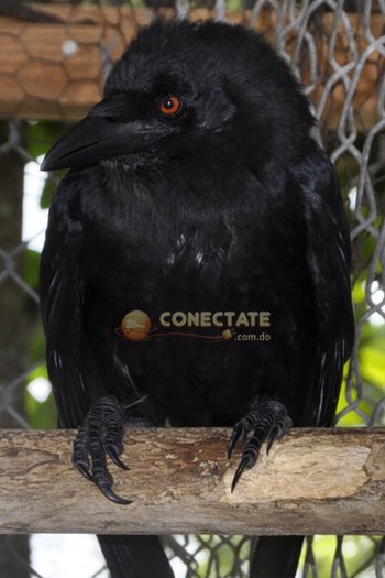 Cuervo | White-Necked Crow | Corvus Leucognaphalus