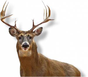 Alexandra Macedo – Congressional Sportsmen's Foundation