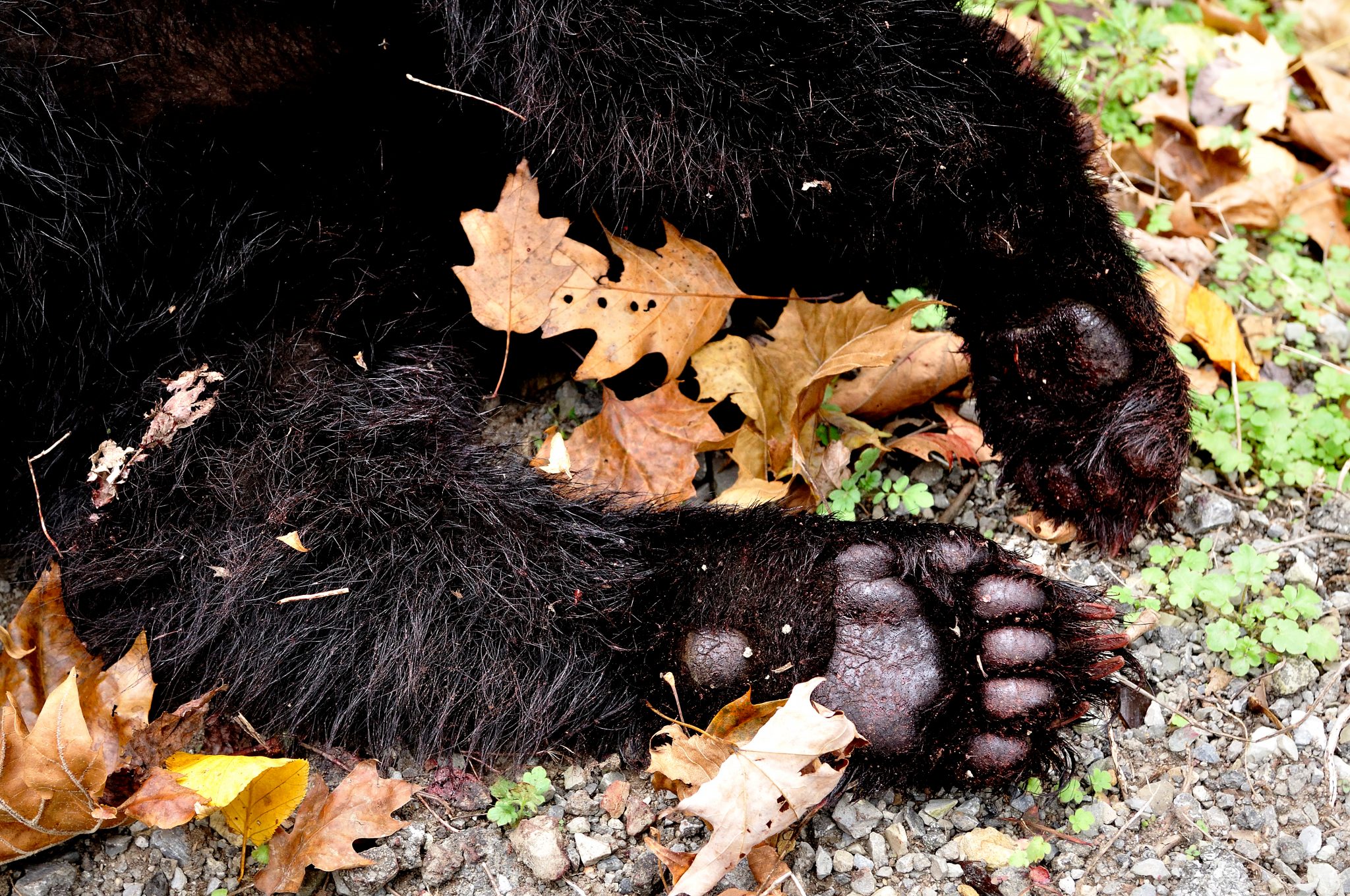 Increased Penalties for Poaching and Incentivizing the Reporting of ...