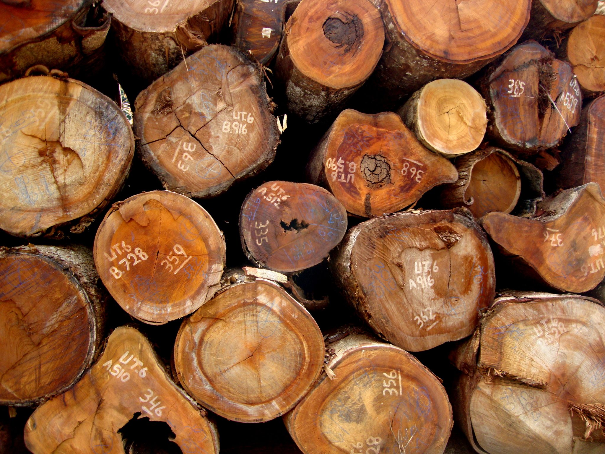 Active Forest Management – Congressional Sportsmen's Foundation