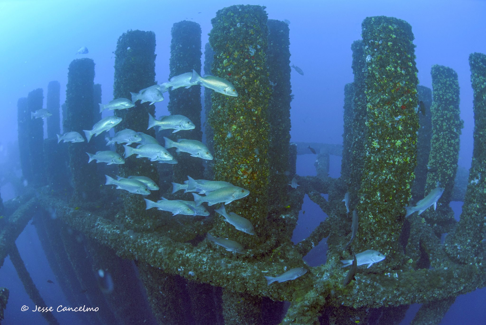 Rigs-to-Reefs – Congressional Sportsmen's Foundation