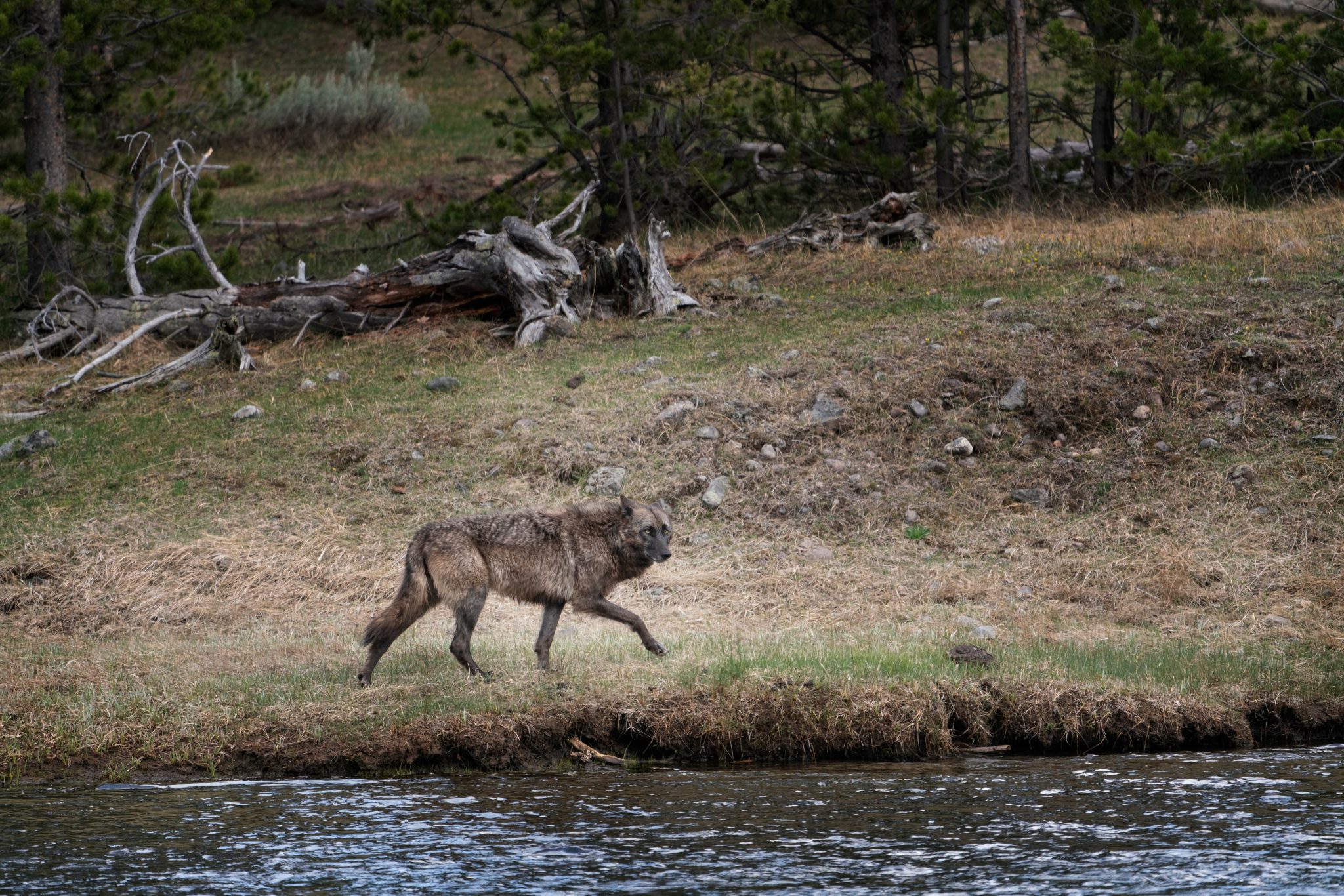 Western Commissions Review Wolf Seasons – Congressional Sportsmen's ...