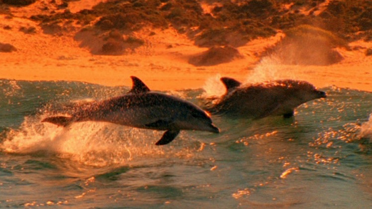 Surfing Dolphins