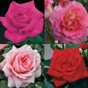 Rose Collections: Edmunds' Roses