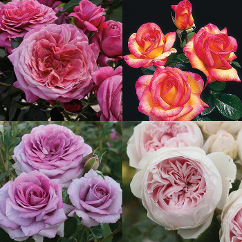 Rose Collections: Edmunds' Roses