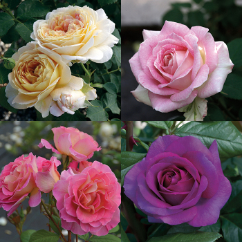 Rose Collections: Edmunds' Roses