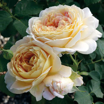 Rose Bushes | Garden Rose Bushes | Garden Rose Catalog | Garden Rose ...
