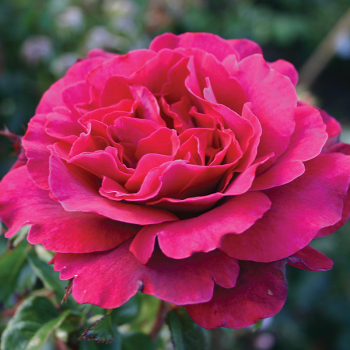 Hybrid Tea Roses: Edmunds' Roses