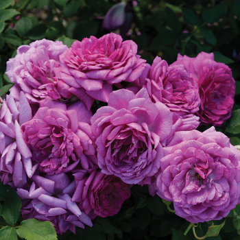 Miniature Roses: Edmunds' Roses