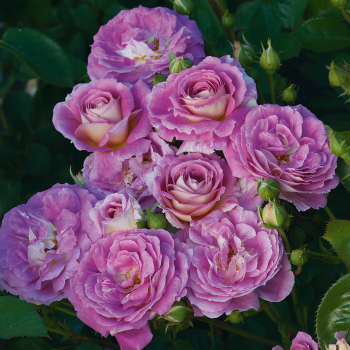 24 Tree Roses: Edmunds' Roses
