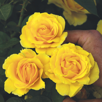 24 Tree Roses: Edmunds' Roses