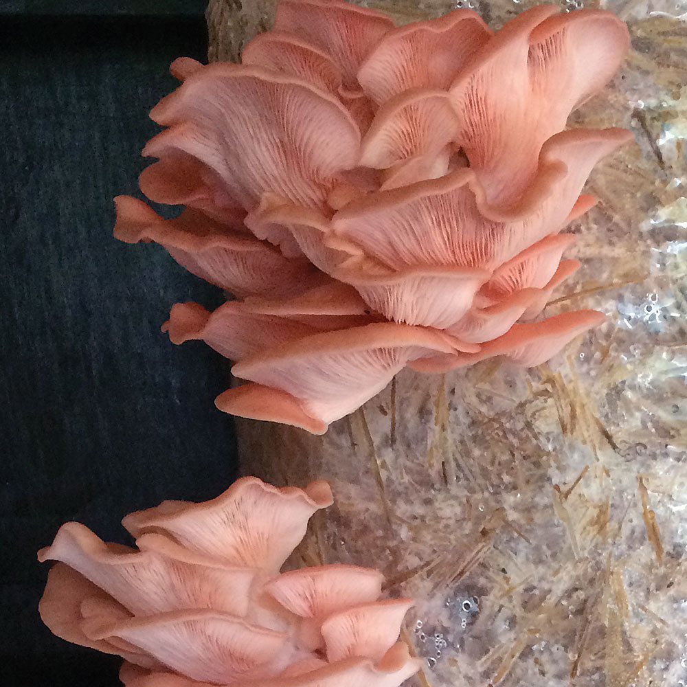 [Gourmet] Pink Oysters Coming In! : r/MushroomGrowers