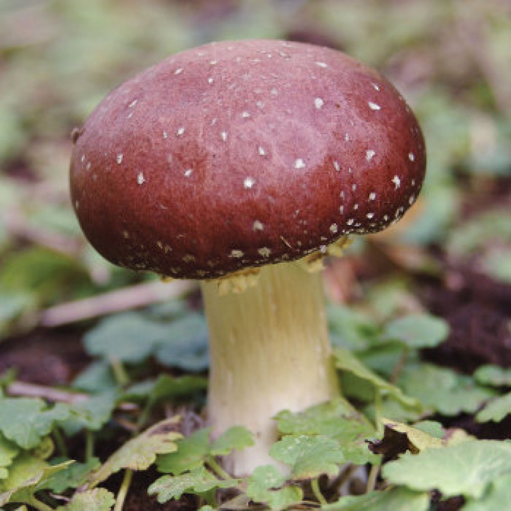 Wine Cap - (Stropharia rugoso-annulata) Sawdust Spawn, Wine Cap: Field ...