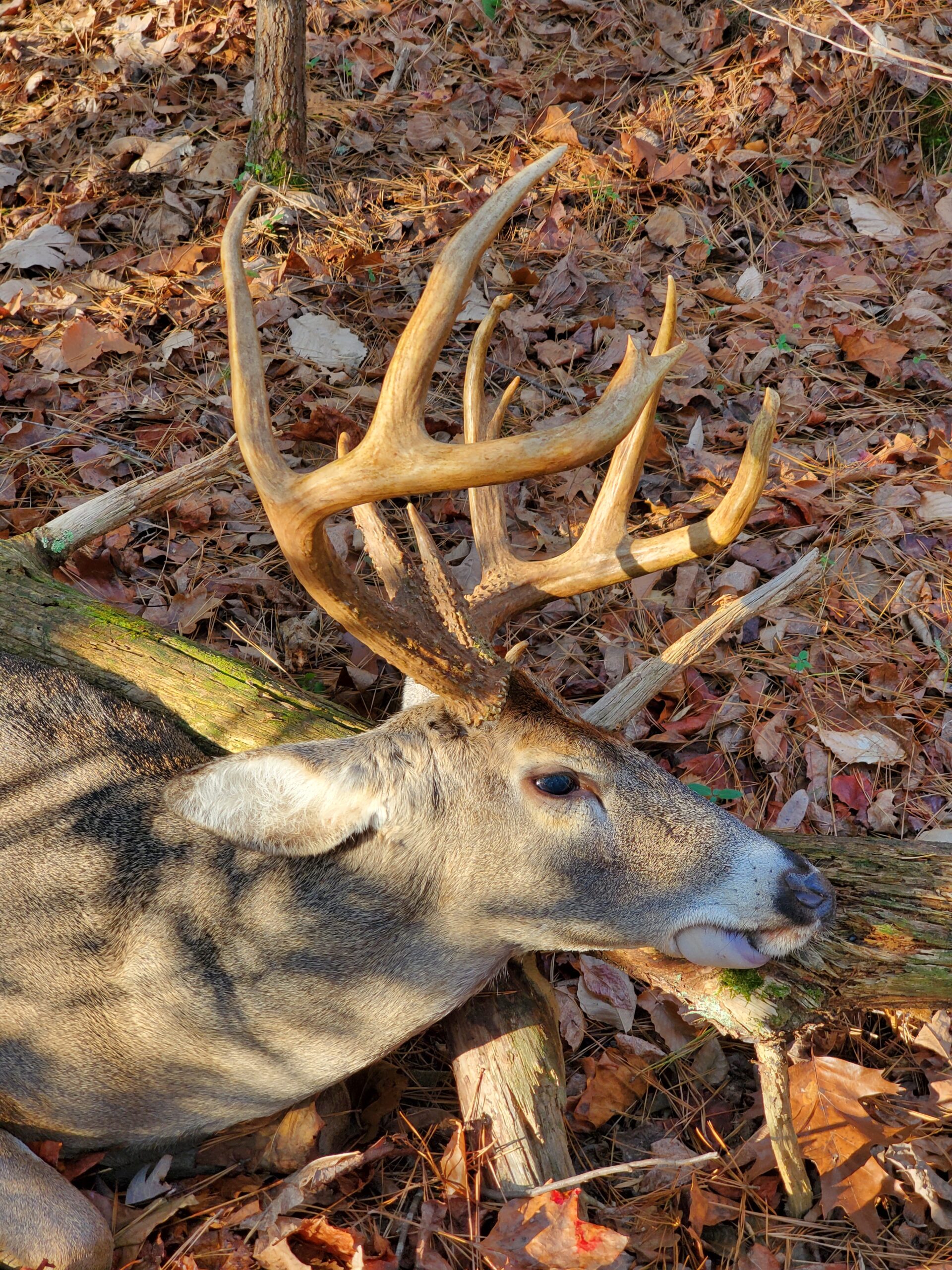 Greg Bachmann – 2023 – Georgia Outdoor News