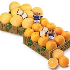 Sugar Baby Honeybell Oranges | Tangelos | Florida