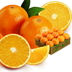 Citrus Fruits | Florida Citrus Fruit from Gregory's Groves