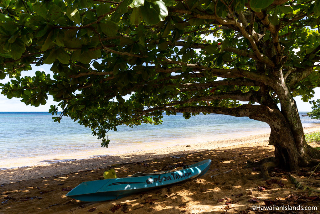 Top Five Places You Must Visit to Spot Sea Turtles in Kauai
