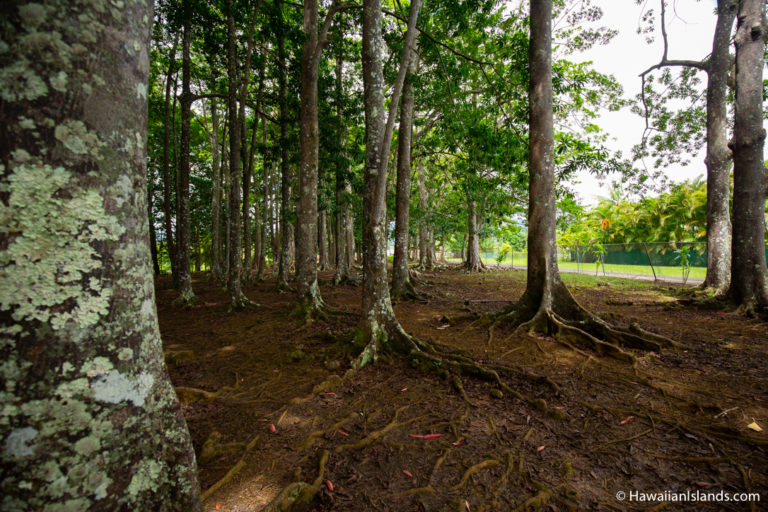 7 Sacred Sites on Kauai: Respect the Island | Hawaii