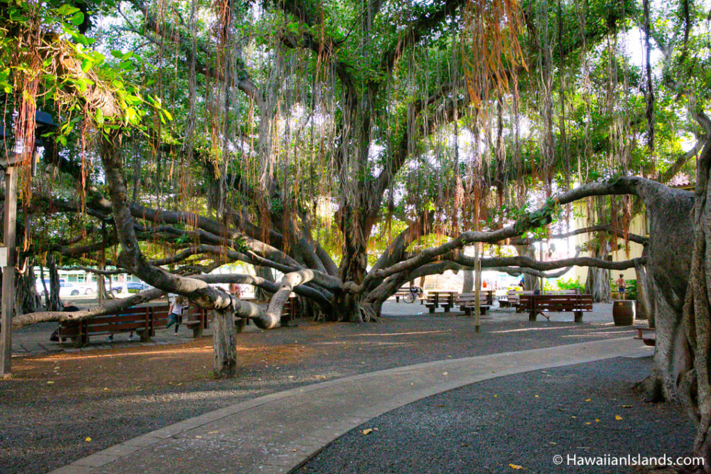 7 Things to Eat, See, and Do in Maui's Lahaina Town