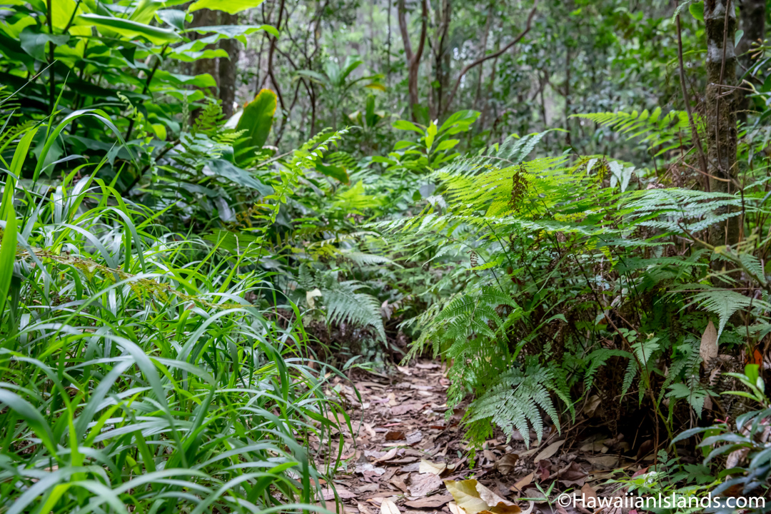 Top 10 Big Island Hiking Trails - Explore the Outdoors
