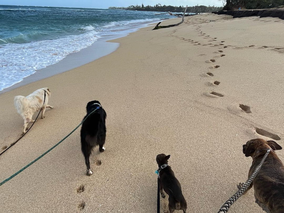 Pet-Friendly Guide to Maui : How to Navigate Around the Island